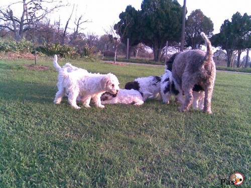 Lagotto romagnolo