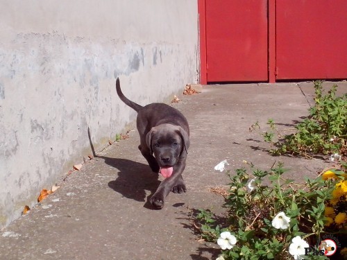 Cane Corso