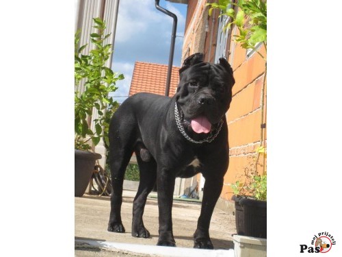 Cane Corso