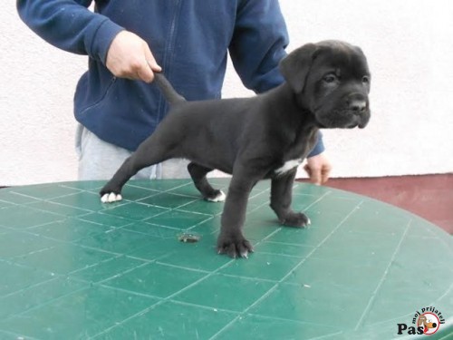 Cane Corso