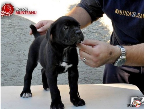 Cane Corso