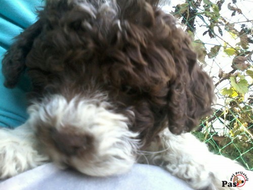 Lagotto romagnolo