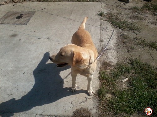 Labrador retriver