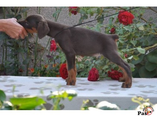 Doberman