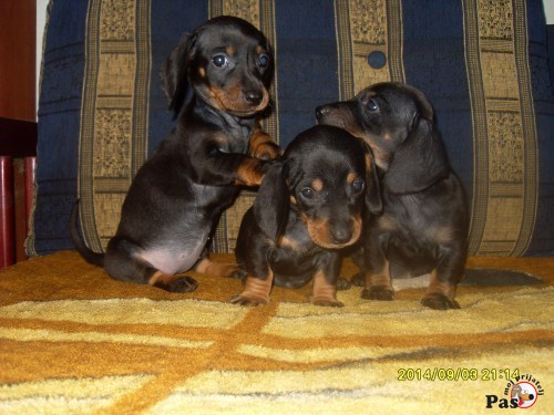 Jazavičar oštrodlaki - Dachshund