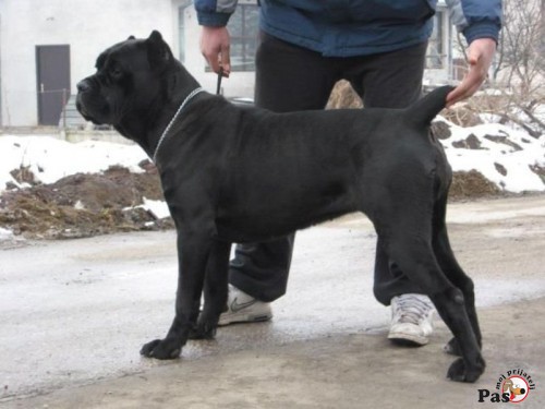 Cane Corso