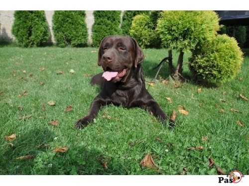 Labrador retriver