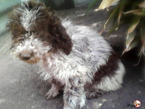 Lagotto romagnolo