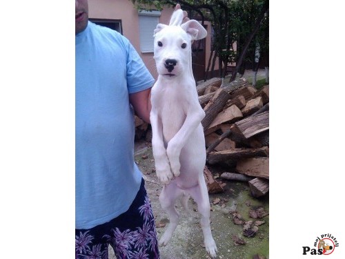 Dogo argentino