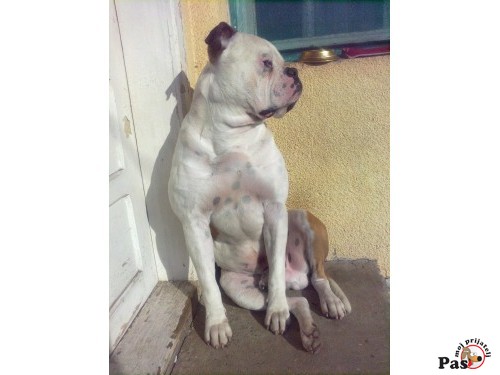 Američki buldog