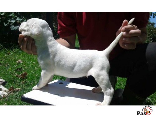 Dogo argentino