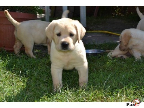 LABRADOR RETRIVER