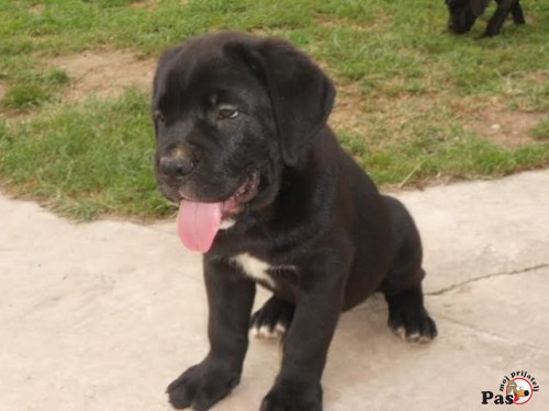 Cane Corso