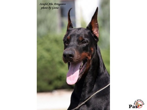 Doberman