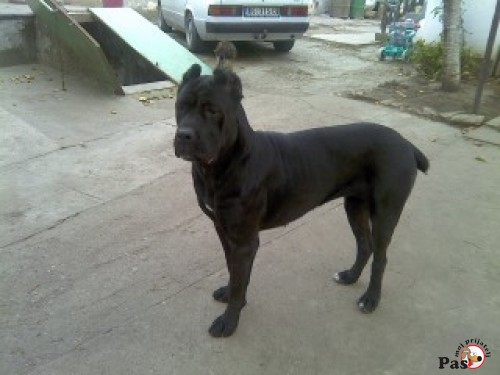 Cane Corso