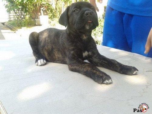 Cane Corso