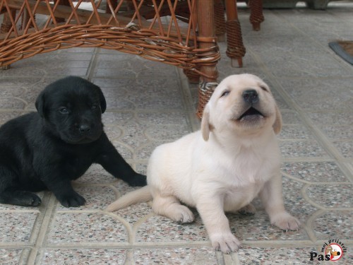 LABRADOR RETRIVER