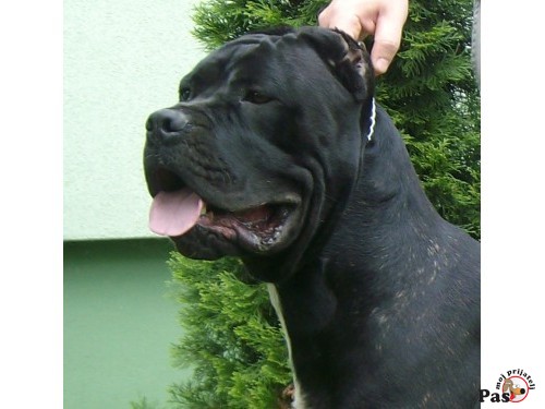 Cane Corso