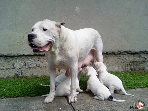 Dogo argentino