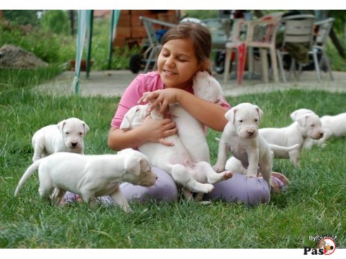 Dogo argentino