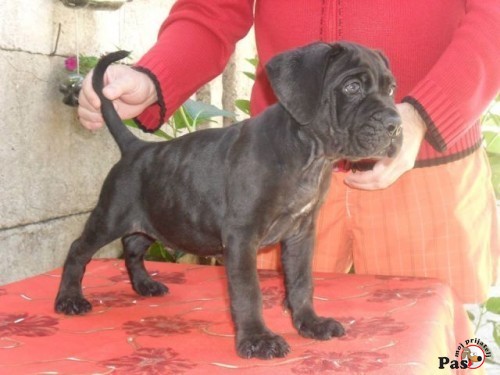 Cane Corso