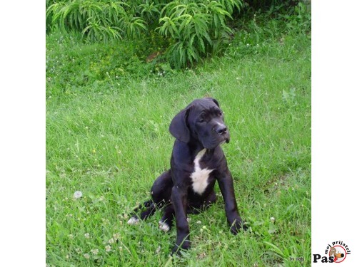 Cane Corso