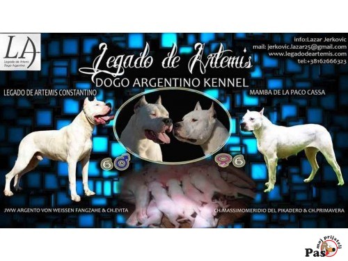 Dogo argentino