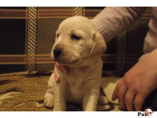 Labrador retriver