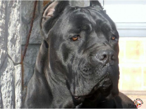 Cane Corso