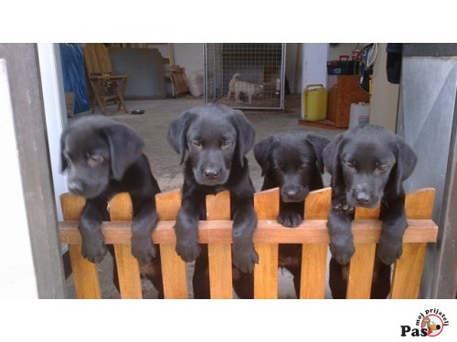 Labrador retriver
