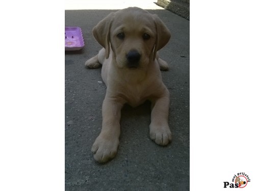 LABRADOR RETRIVER