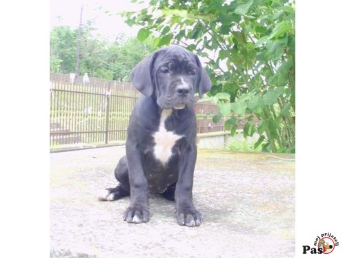 Cane Corso