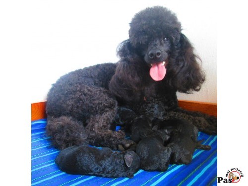 PUDLE