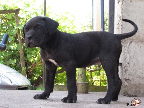 CANE CORSO