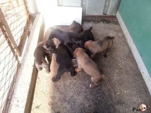 Cane Corso