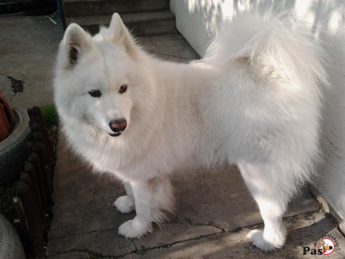 Samojed