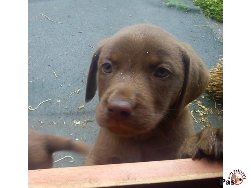 Labrador retriver