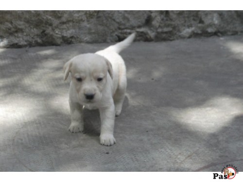 LABRADOR RETRIVER