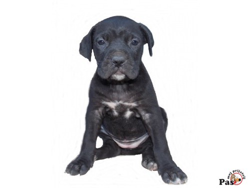 Cane Corso