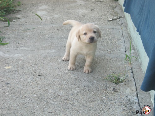 Labrador retriver
