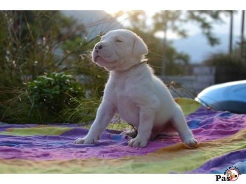 Dogo argentino