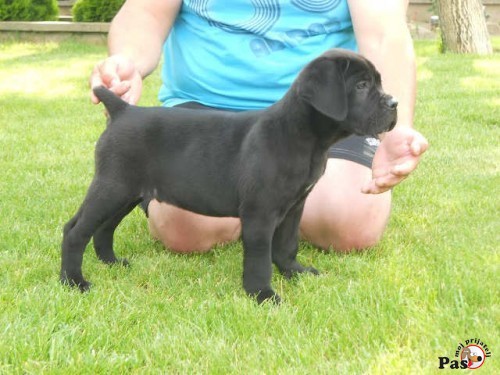 Cane Corso