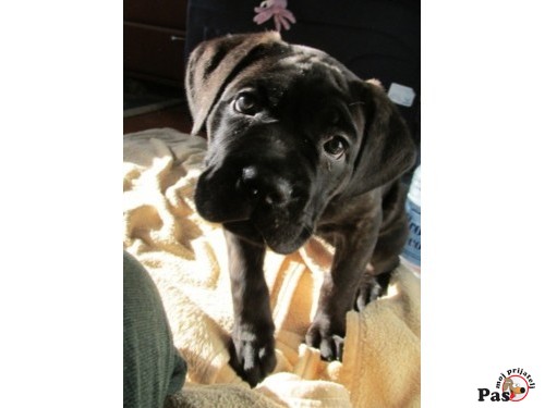 Cane Corso