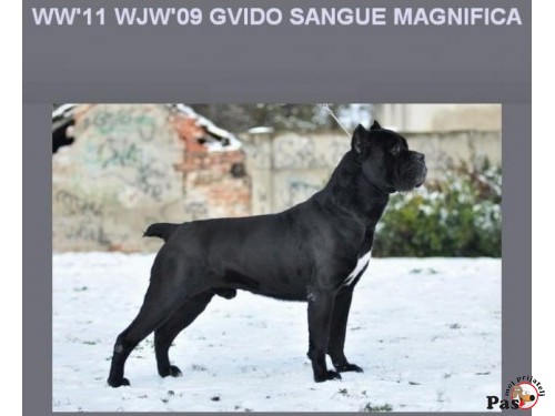 Cane Corso