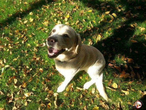 LABRADOR RETRIVER