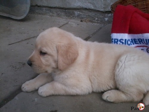Labrador retriver