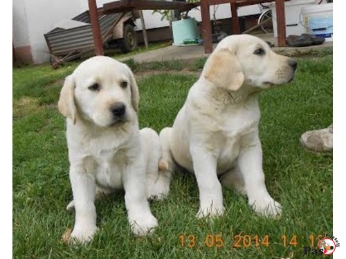 Labrador retriver