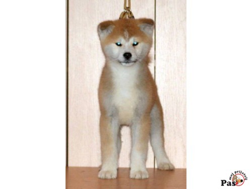 Akita Inu