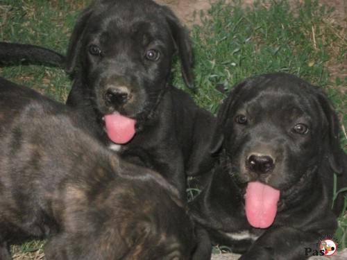 Cane Corso