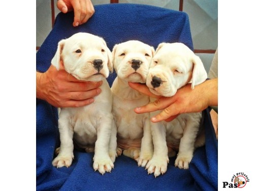 Dogo argentino